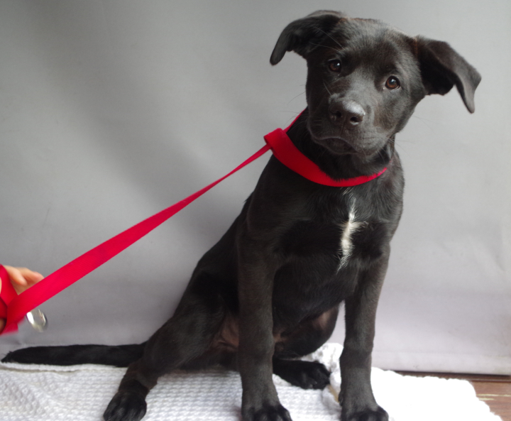 Shogun | S.P.A. Lorient