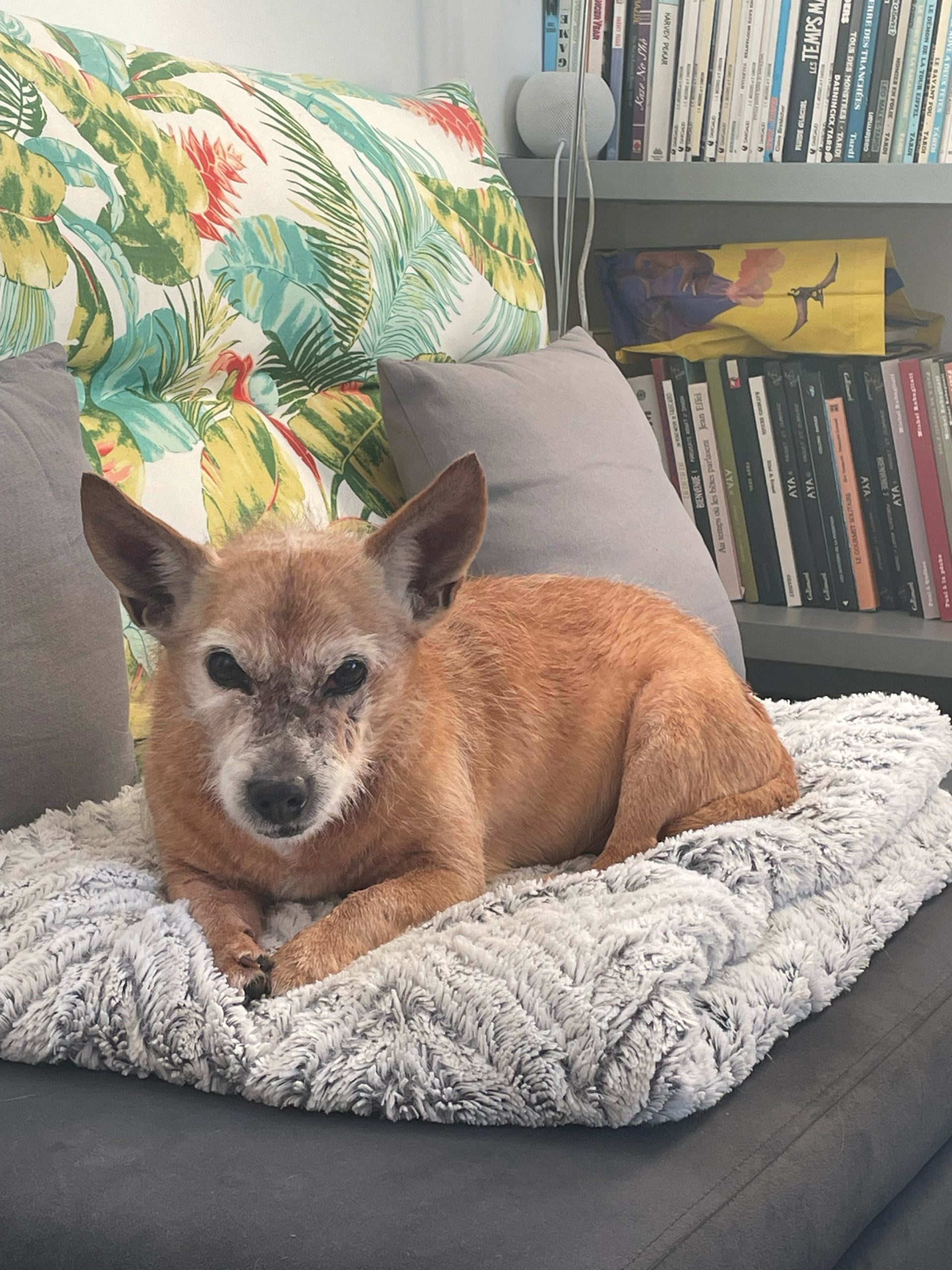 Pierrot | S.P.A. Lorient