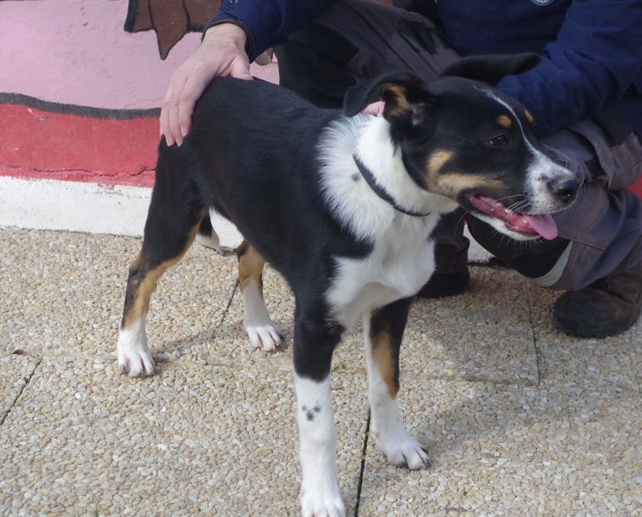 Jerry et Lilo sont aux sports d'hiver ! | S.P.A. Lorient