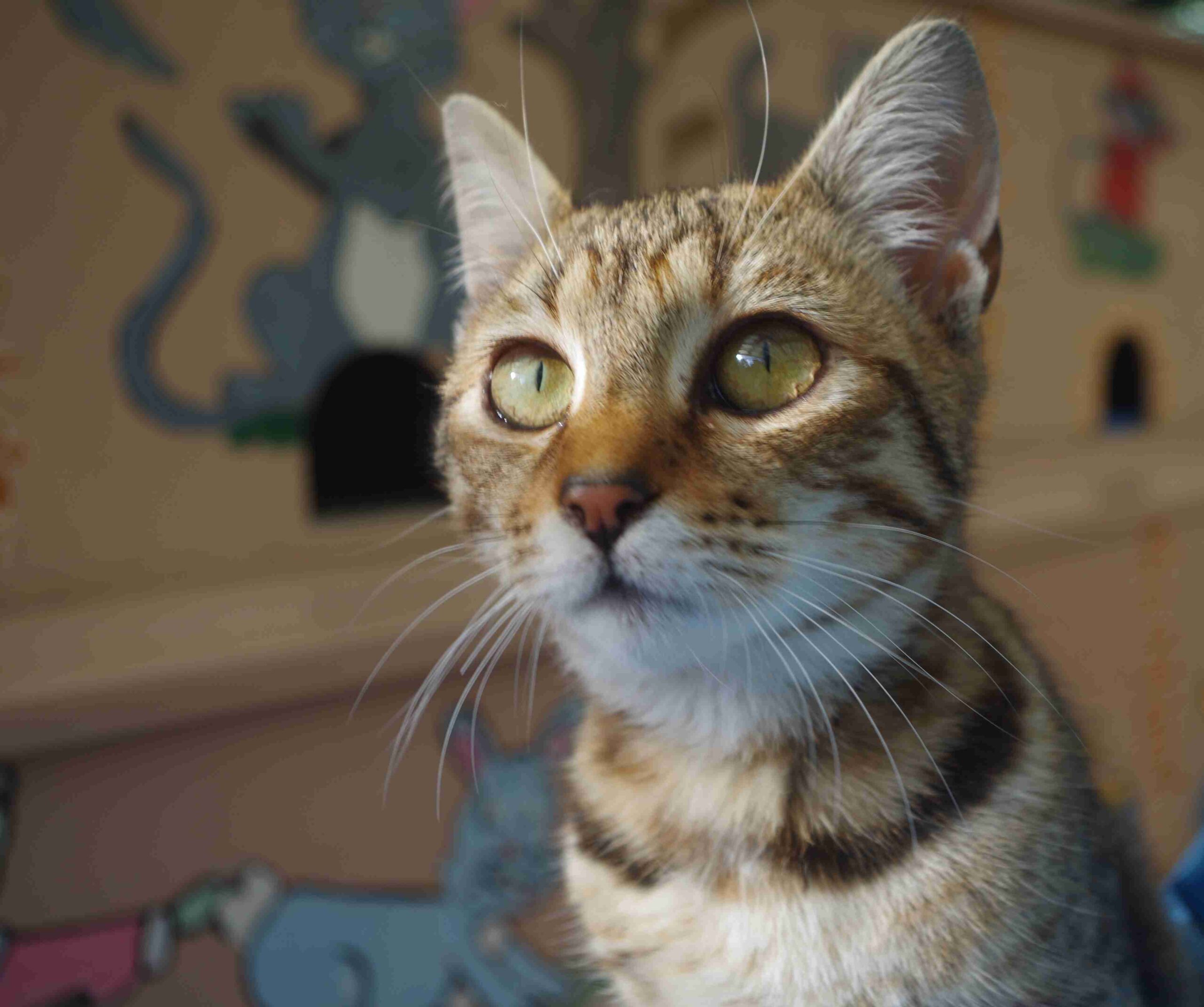 Avanna | S.P.A. Lorient